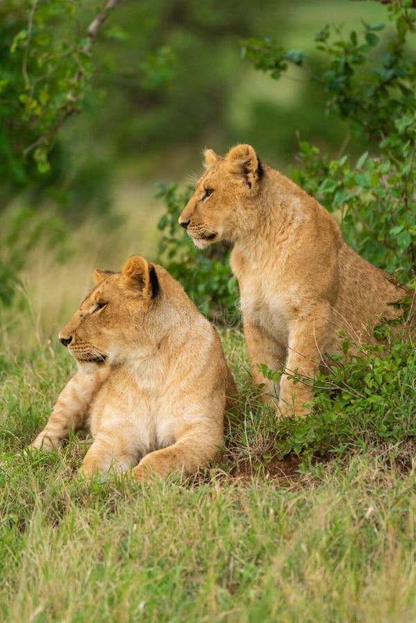 Two Lion Cubs Stare Left in Grass Stock Image - Image of savannah ...