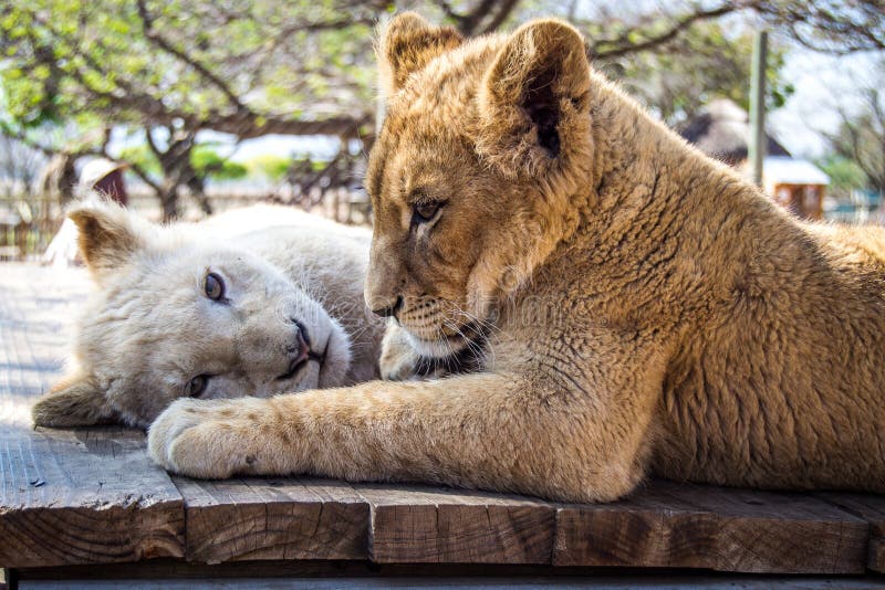 Two lion cubs stock photo. Image of lion, predator, safari - 33278270
