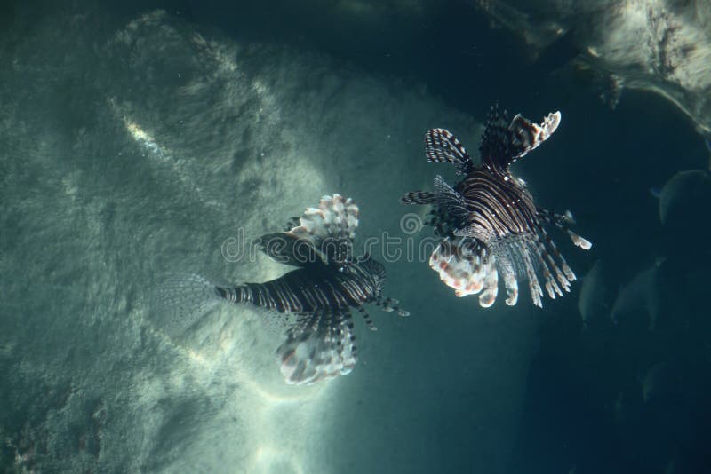 Two Lion fish stock image. Image of summer, blue, sponge - 12429375