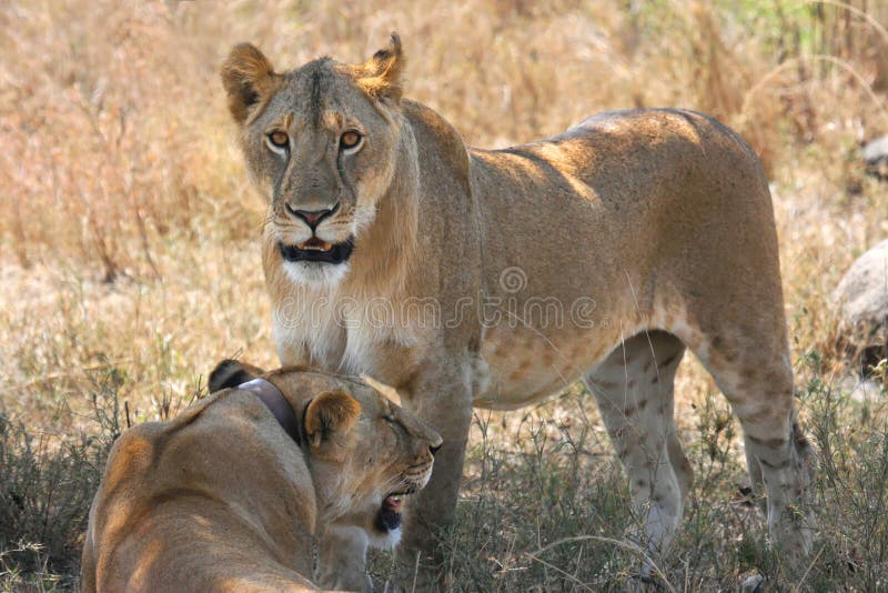 Lion Two Lioness Stock Photos - Download 1,440 Royalty Free Photos