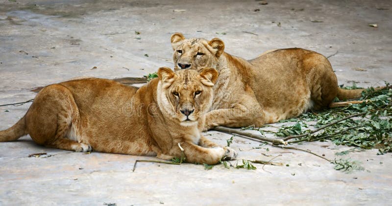 Lion Two Lioness Stock Photos - Download 1,440 Royalty Free Photos