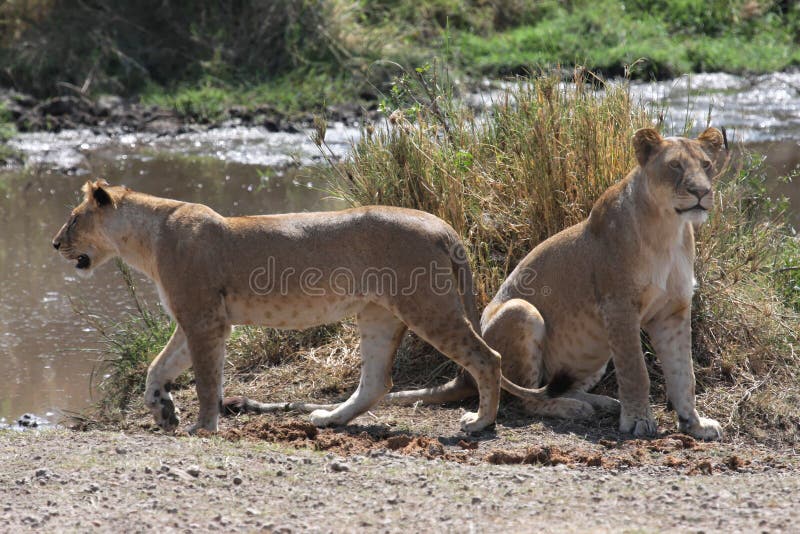 Two lioness hunting stock image. Image of africa, travel - 20890477