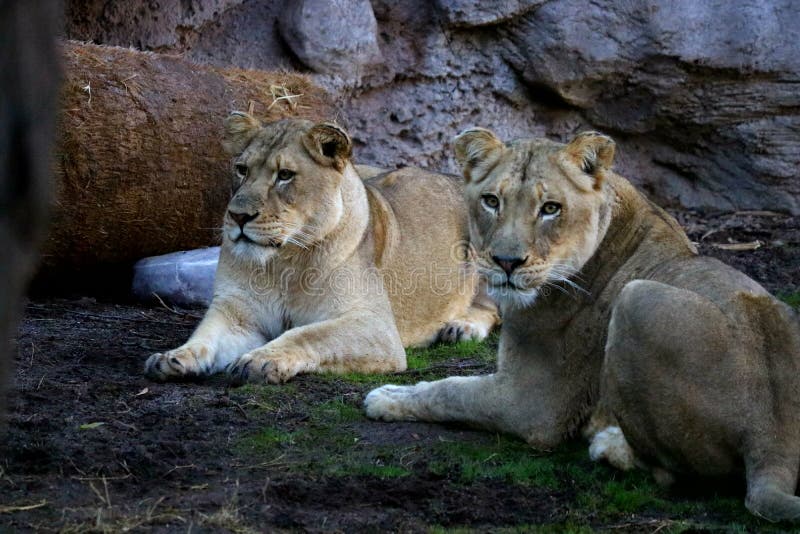 Two lioness resting stock image. Image of resting, africa - 91084035