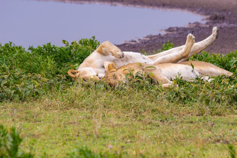 Two Lioness by a Waterhole stock photo. Image of heat - 39036238