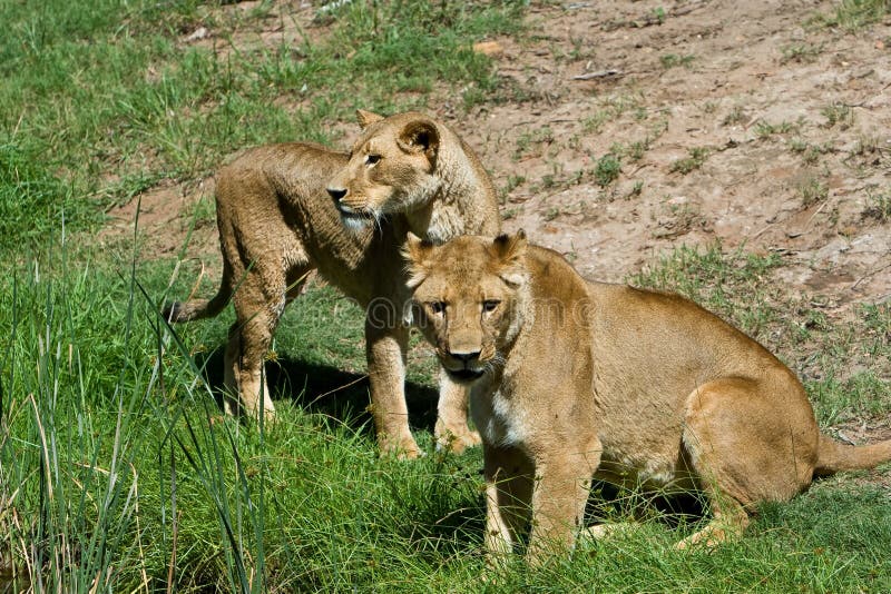 Two Lionesses stock photo. Image of animal, alive, grass - 13134834