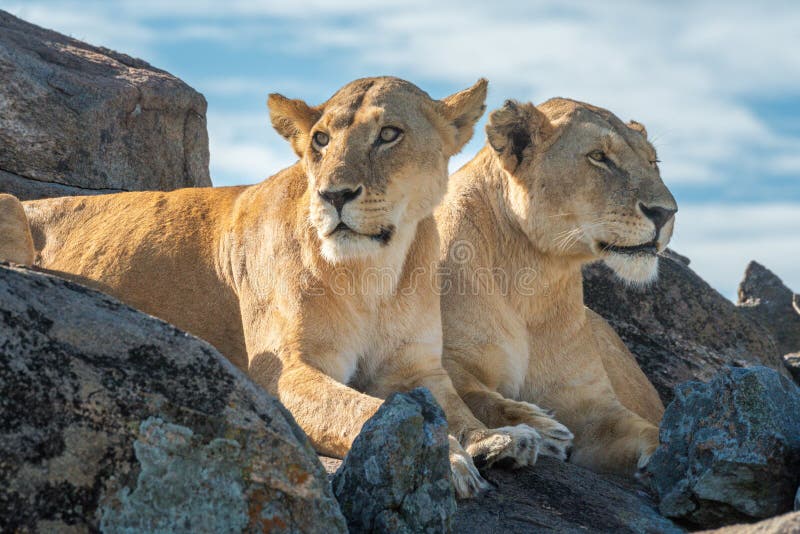 Two Lionesses Lie Side-by-side on Rocky Outcrop Stock Image - Image of ...