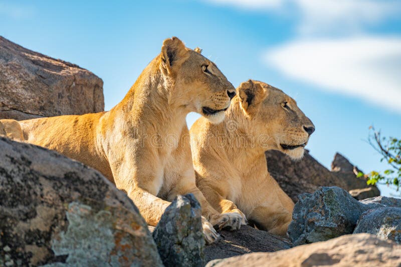 Two Lionesses Lie Together Looking Over Rocks Stock Photo - Image of ...