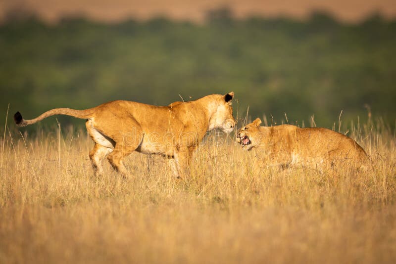 Two Lionesses in Long Grass Play Fighting Stock Photo - Image of female ...