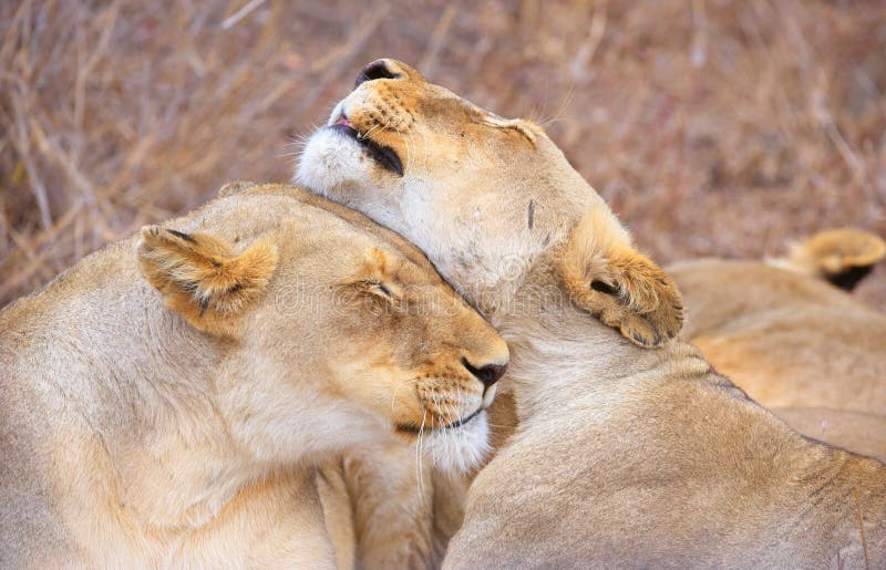 Two Lionesses (panthera Leo) Stock Photo - Image of animal, behaviour ...