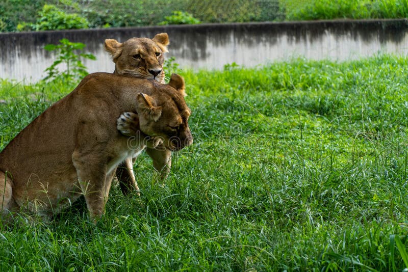 Two Lionesses Playing in the Grass, while Biting and Hugging Each Other ...