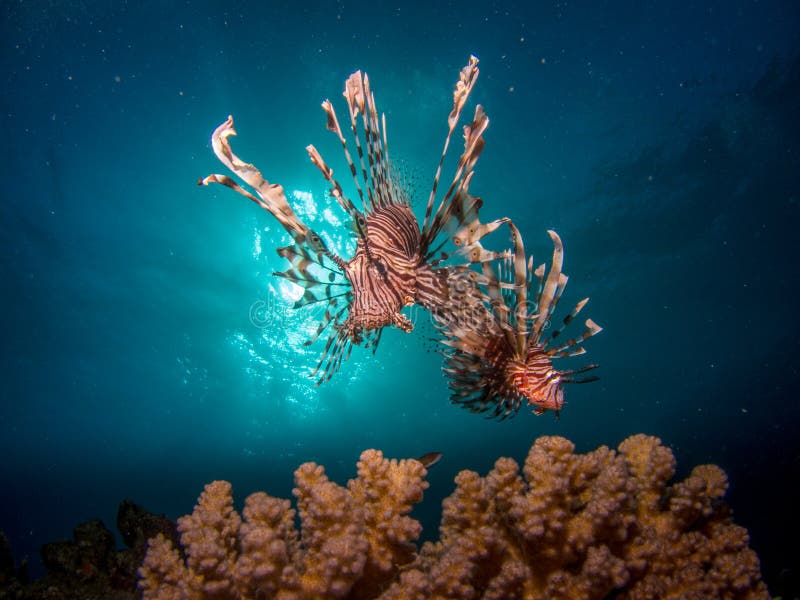 Two Lionfish in Front of the Sun Stock Photo - Image of ecosystem, dark ...