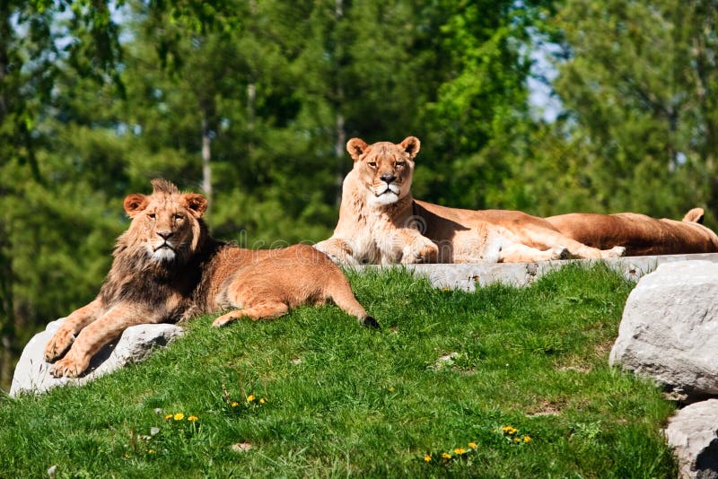 Two Lions stock photo. Image of couple, lions, looking - 14732448