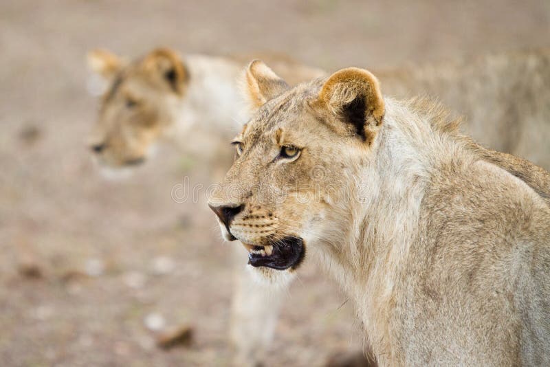 Two lions stock photo. Image of siblings, alert, feline - 23146870