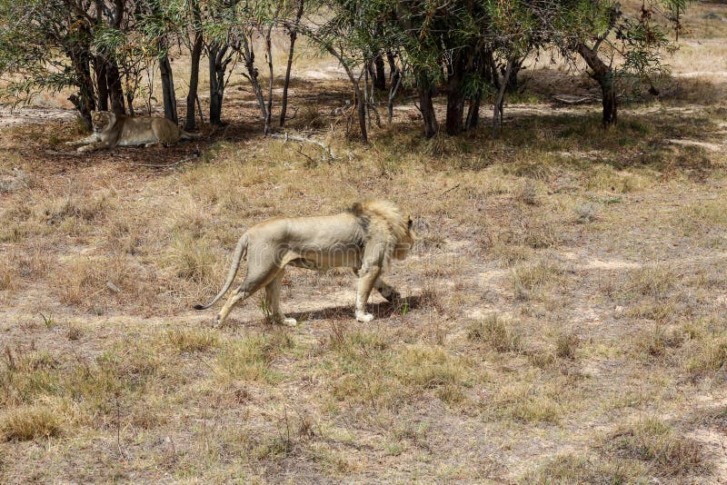 Two Lions stock photo. Image of outdoor, mane, nature - 26766272