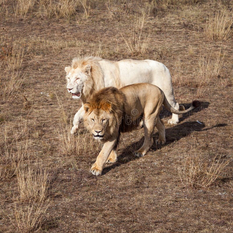 Two lions stock image. Image of mammal, african, lions - 28172197