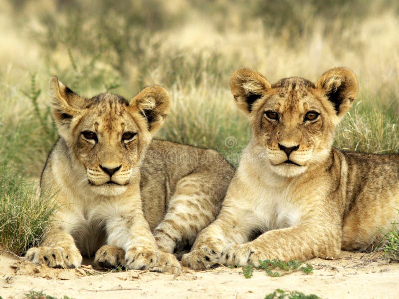 Two lions brothers stock photo. Image of beasts, cute - 6481278