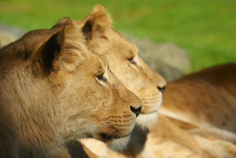 Two lions close together stock image. Image of animal - 21224537