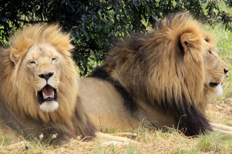 Male Lions stock image. Image of mammal, meateater, mane - 4472405