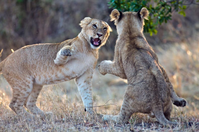 Two Lions Cubs Played in the Morning Sun Beams Stock Image - Image of ...