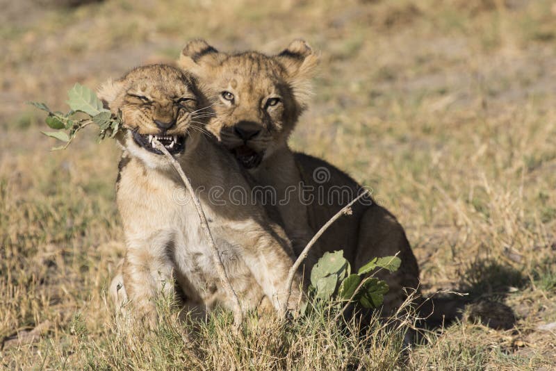 Two lions cubs playing. stock image. Image of dramatic - 62974659