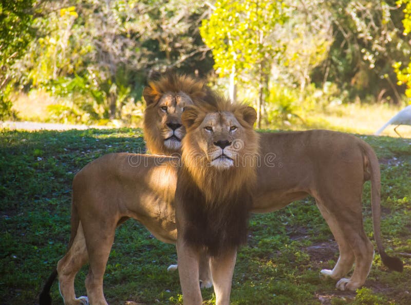 Two Lions on the Ground Under the Shade of Tree Stock Photo - Image of ...