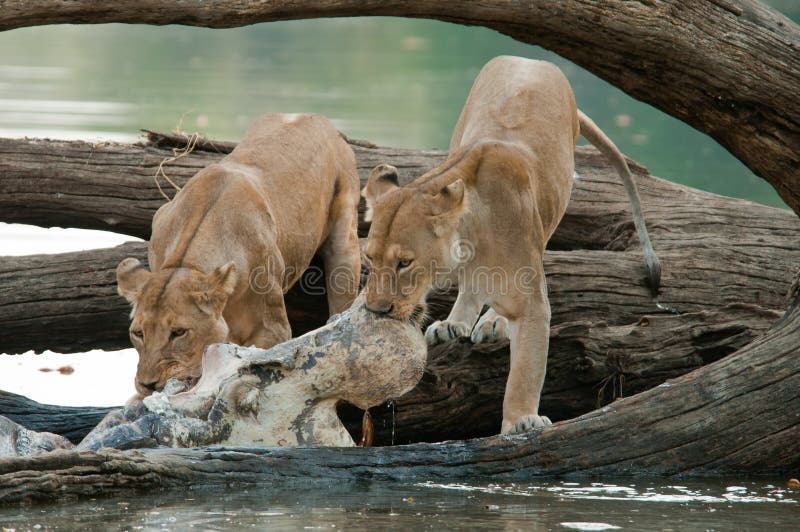 Two Lions on Hippo Kill stock photo. Image of king, panthera - 28352750