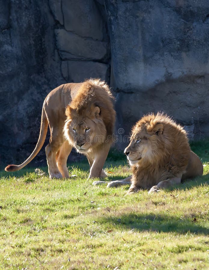 Two Lions stock image. Image of lion, mammal, rock, nature - 303803921
