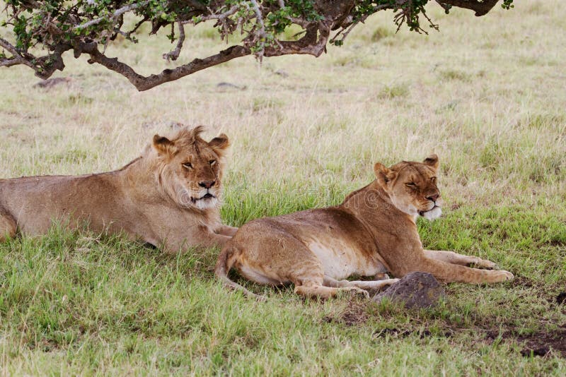 Two Lions stock image. Image of wildlife, wild, african - 30877087