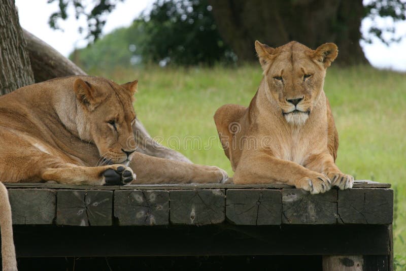 Two Lions Resting Under Tree Stock Photo - Image of wild, lions: 966614