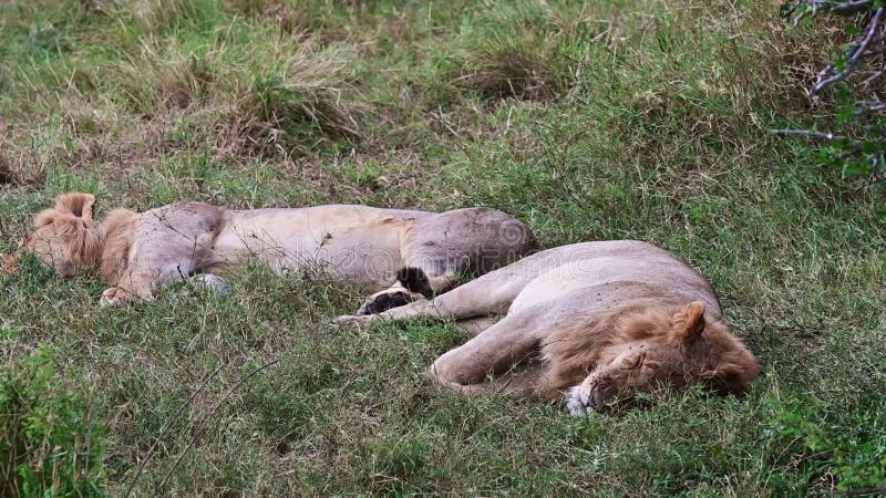 Two Lions Resting Under a Tree in the Maasai Mara National Reserve ...