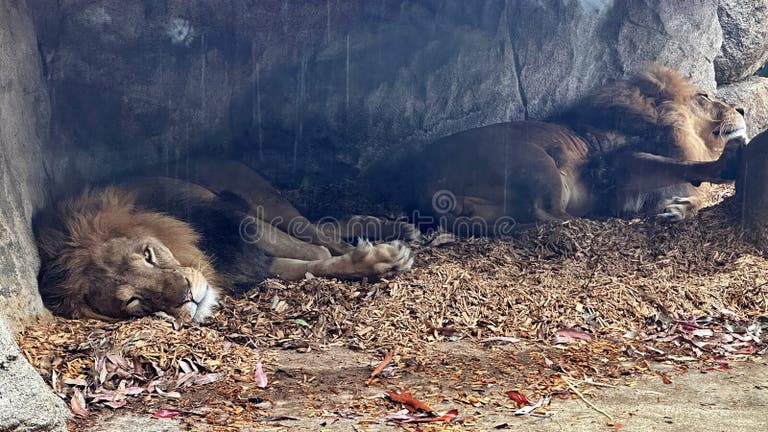 Lions sleeping in the Zoo stock image. Image of leaf - 310072459