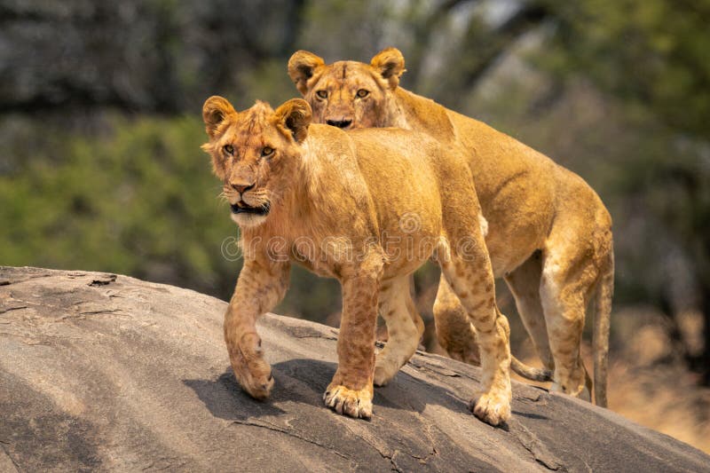 Two Lions Stand on Kopje Near Trees Stock Image - Image of couple ...