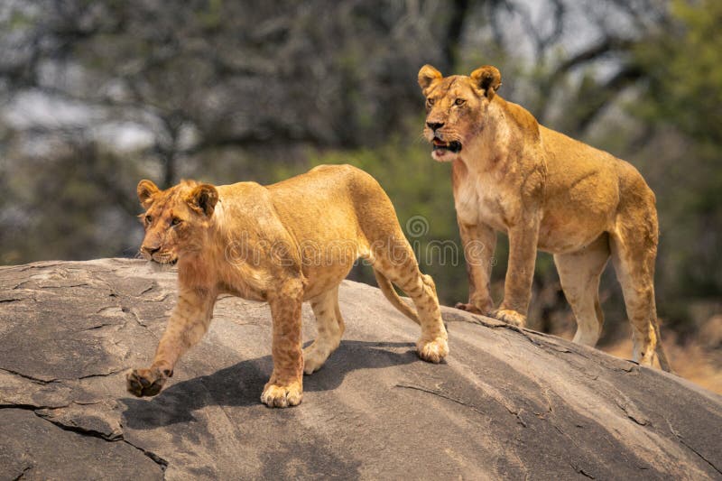 Two Lions Stand on Rock Near Trees Stock Photo - Image of vulnerable ...