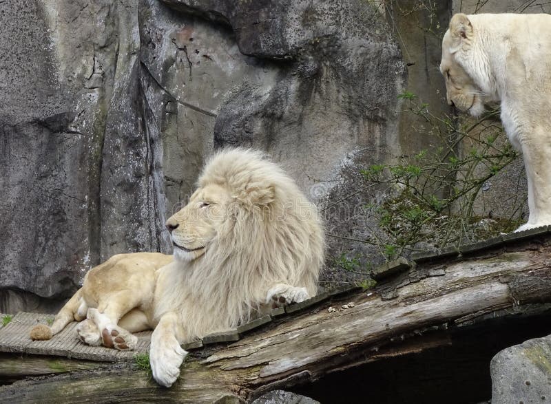 Two lions in the stock image. Image of lions, king, rest - 147198575