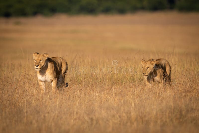 Two Lions Walking Side-by-side through Long Grass Stock Photo - Image ...