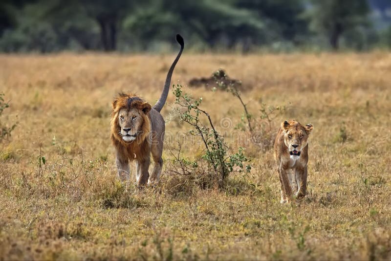 Two Lions Walking Side by Side in a Grassy Meadow Surrounded by Trees ...