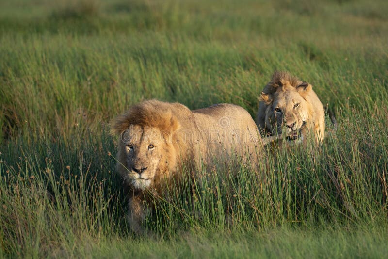 Two Lions Walking through Tall Grass Playing Stock Image - Image of ...