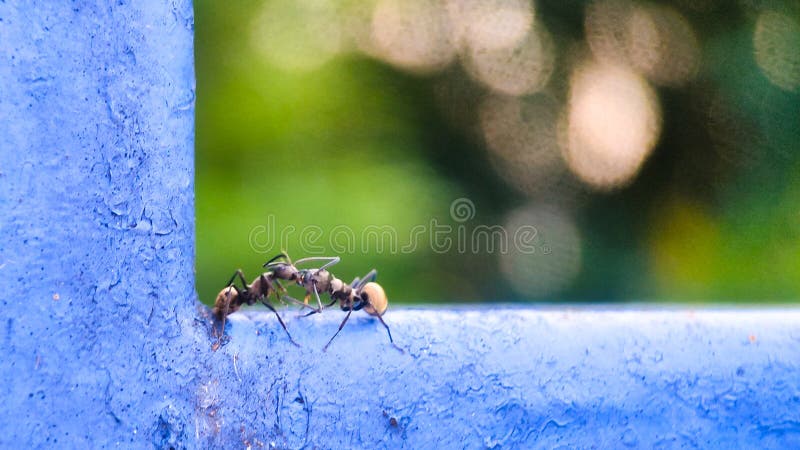 Two Little Ants stock image. Image of interaction, animals - 318431761