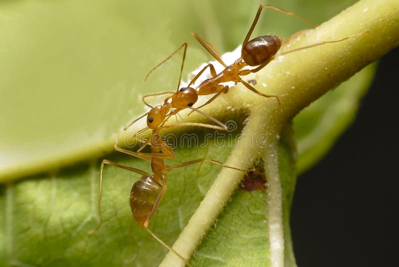 Two Red Ants stock image. Image of hairy, details, biology - 14889249