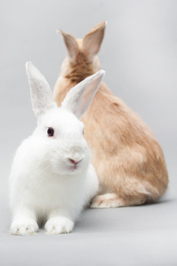 A Couple of Cute White Bunny Rabbits on a Solid Pink Background Stock ...