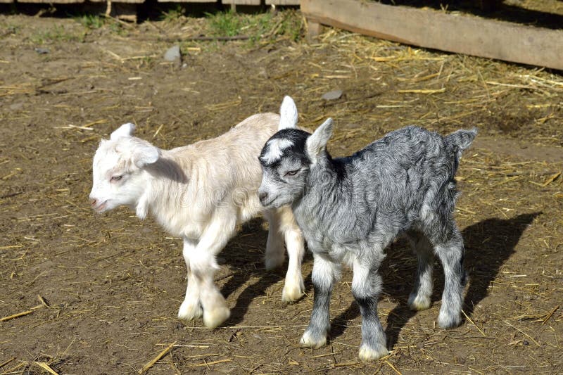 Two little baby goats stock image. Image of food, looking - 39682925