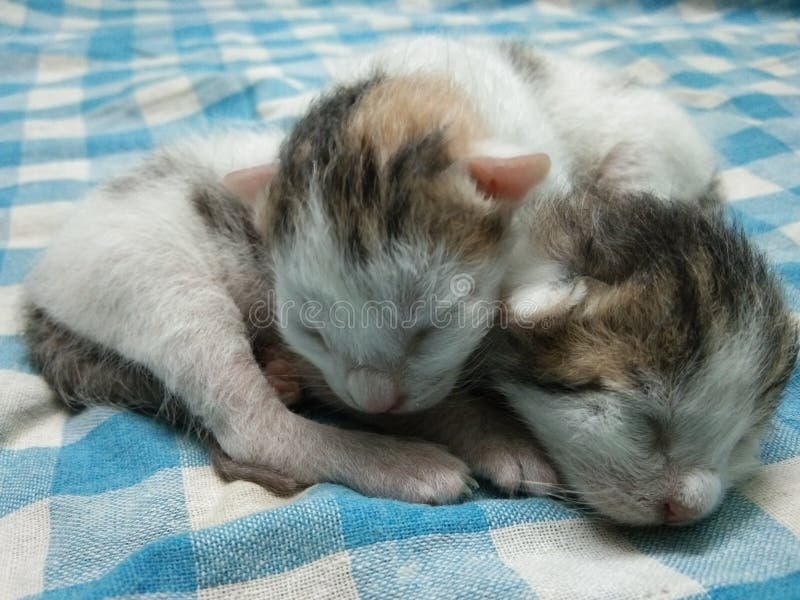 Two Little Baby Kittens Picture Stock Image - Image of save, mammal ...