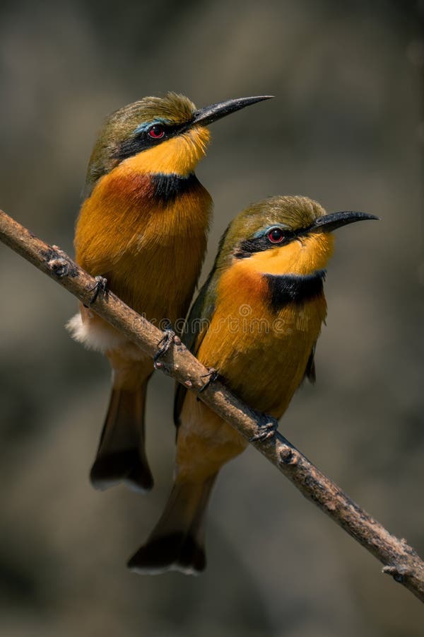 Two Little Bee-eaters on Branch with Catchlights Stock Image - Image of ...