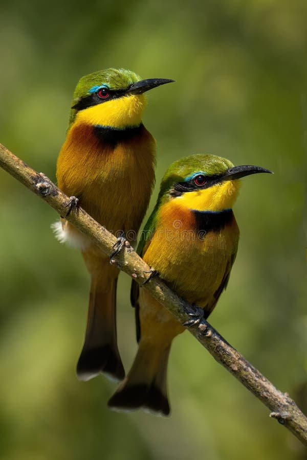 Two Little Bee-eaters with Catchlights on Branch Stock Image - Image of ...