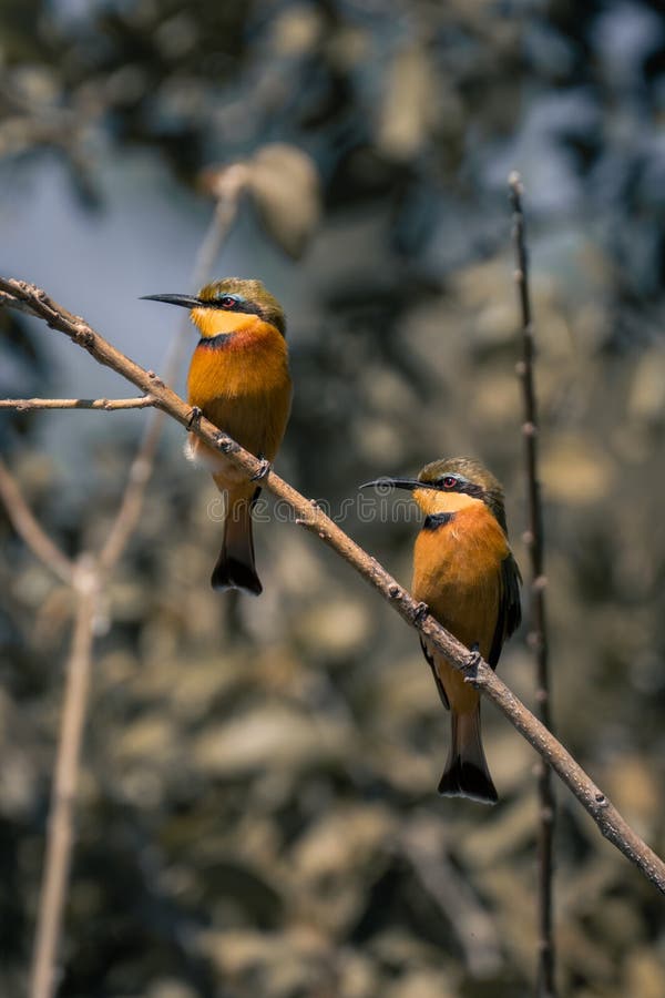 Two Little Bee-eaters Facing Right on Branch Stock Photo - Image of ...