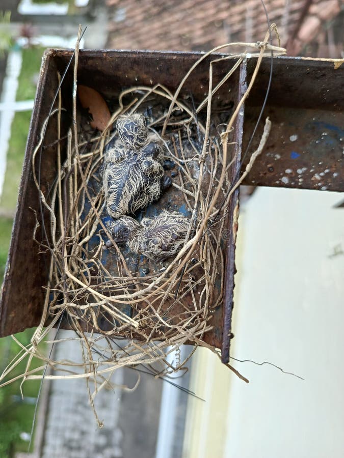 Birds Chilling Nest Stock Photos - Free & Royalty-Free Stock Photos ...