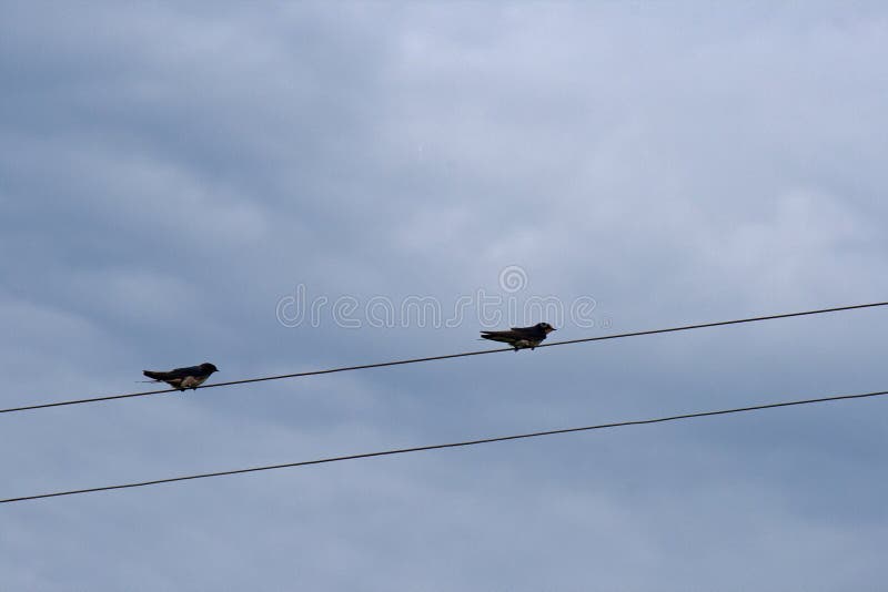 TWO LITTLE BIRDS SITTING on a CABLE Stock Image - Image of park, birds ...