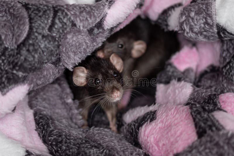 Two Little Black Rats in a Plaid Stock Image - Image of furry, rodent ...