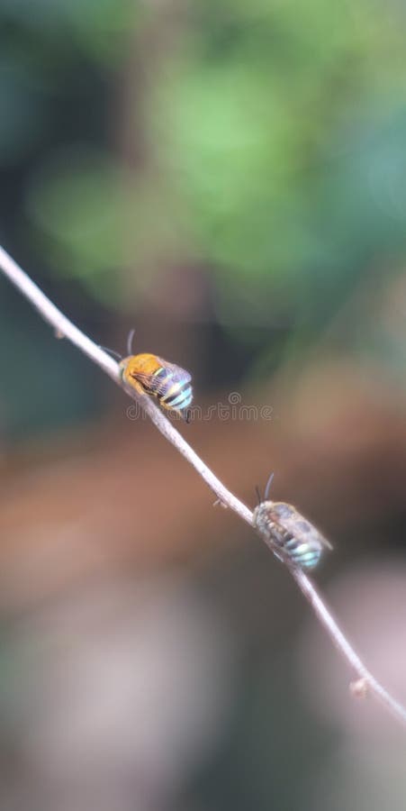 Two Little Blue Strips Bees Stock Photo - Image of bees, strips: 293533794