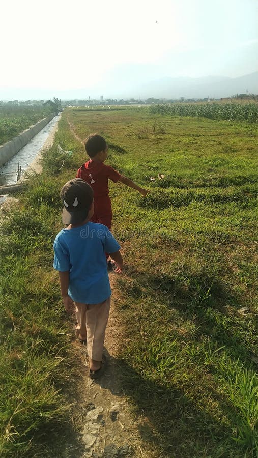 Two Little Boys Walking on a Path on the Edge of a Rice Field Stock ...